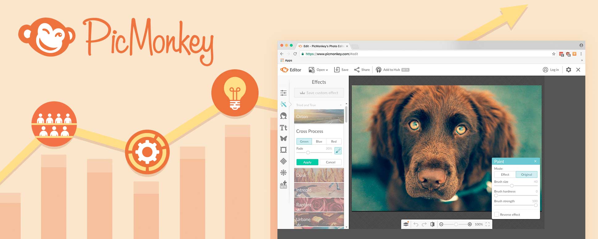 PicMonkey Case Study: Report Automation Improves Decision Making